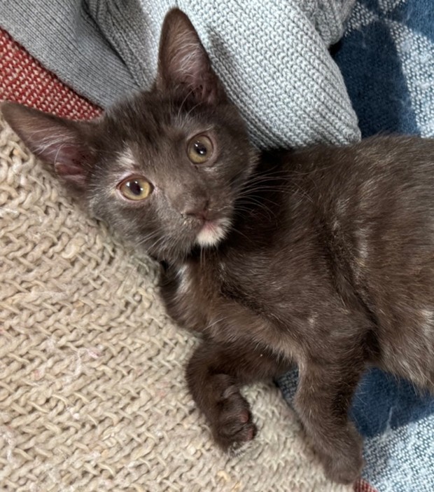 Editor Interview * D.E. Hardy – Myna Chang